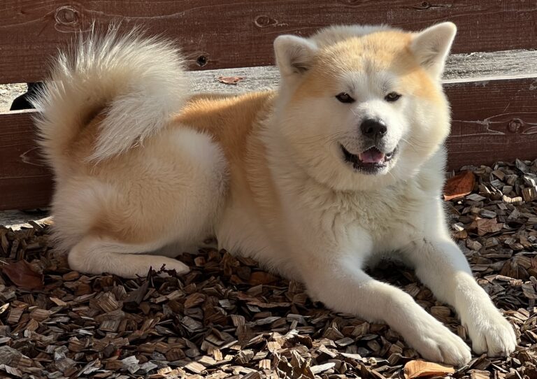 Hachiko: An Endearing Tale - Japan Sprinkles